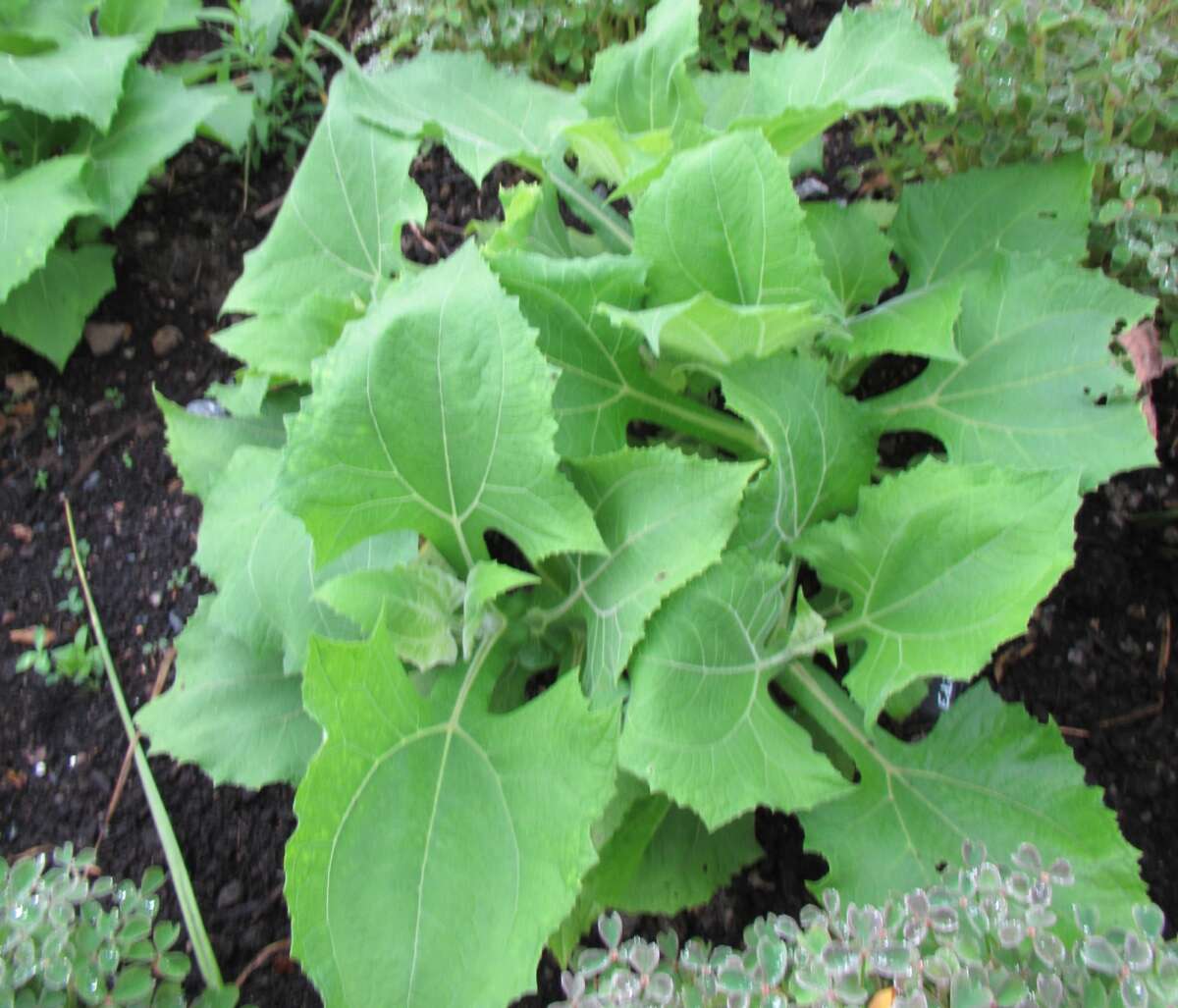 Garden Organic | Yacon