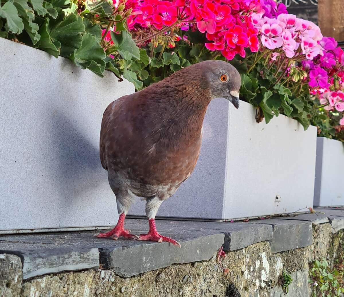 Six ways to deter pigeons | Garden Organic