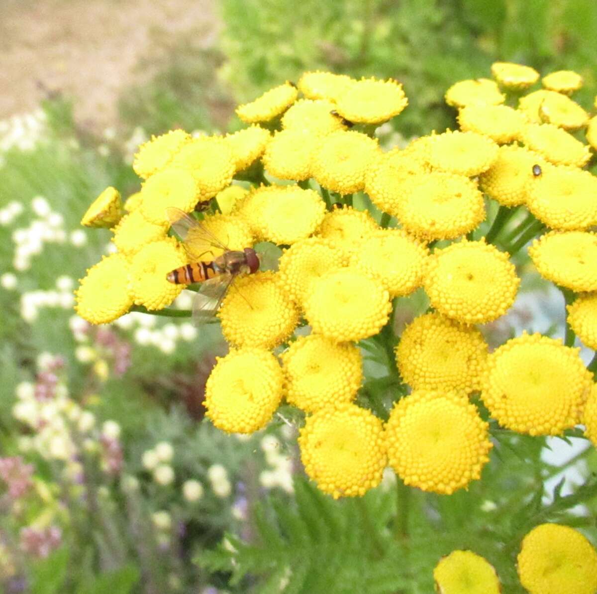 Insects to spot this summer | Garden Organic