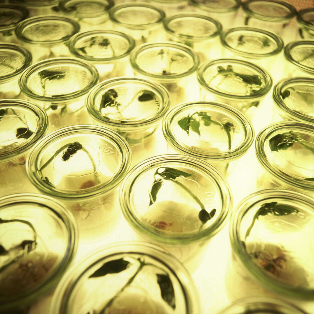 Garden Organic | Genetic engineering in plants