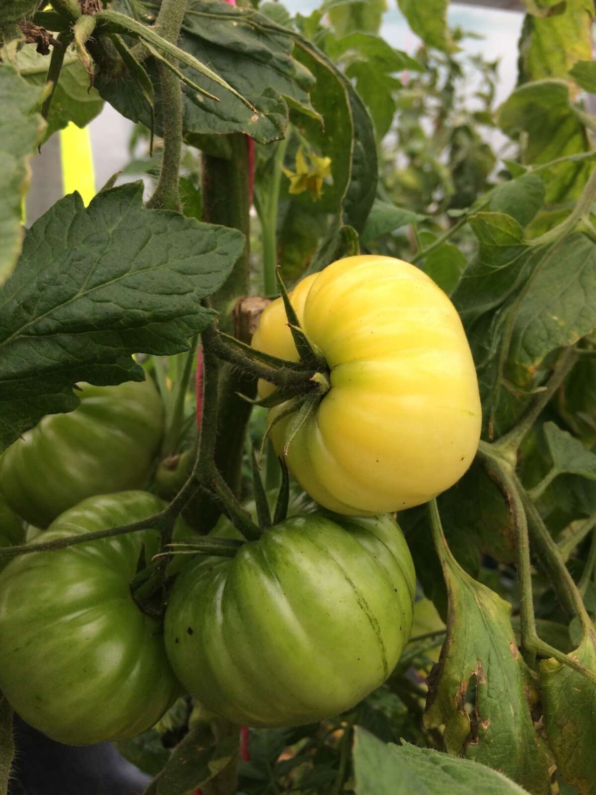 HSL tomato available to buy as plug plants | Garden Organic