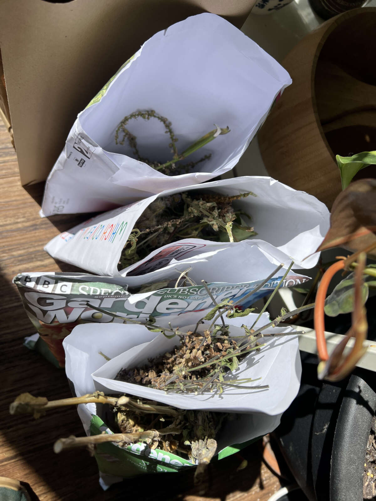 Chris Collins on…saving seeds from hardy annuals | Garden Organic