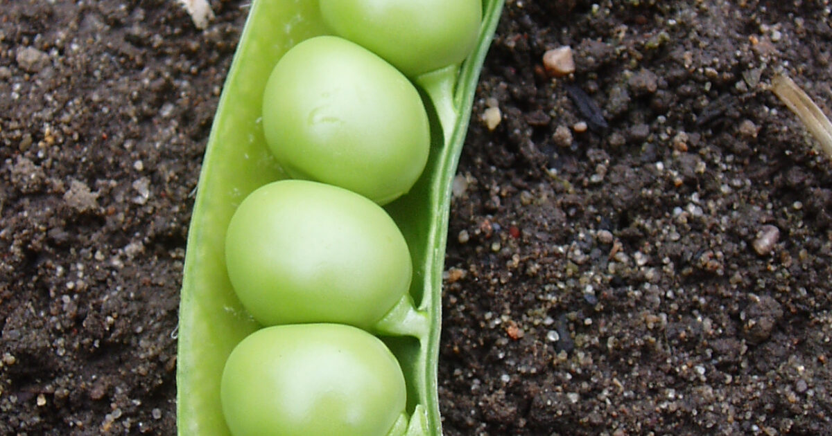Garden Organic | Pea