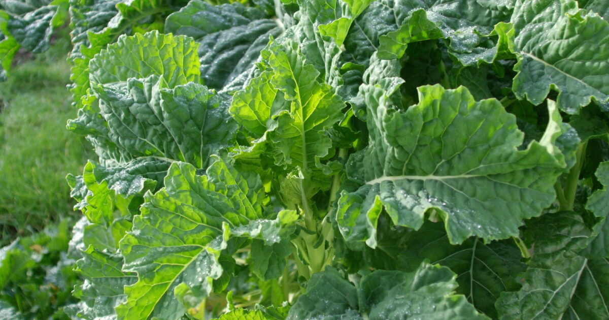 Garden Organic | African kale, chomolia, covo