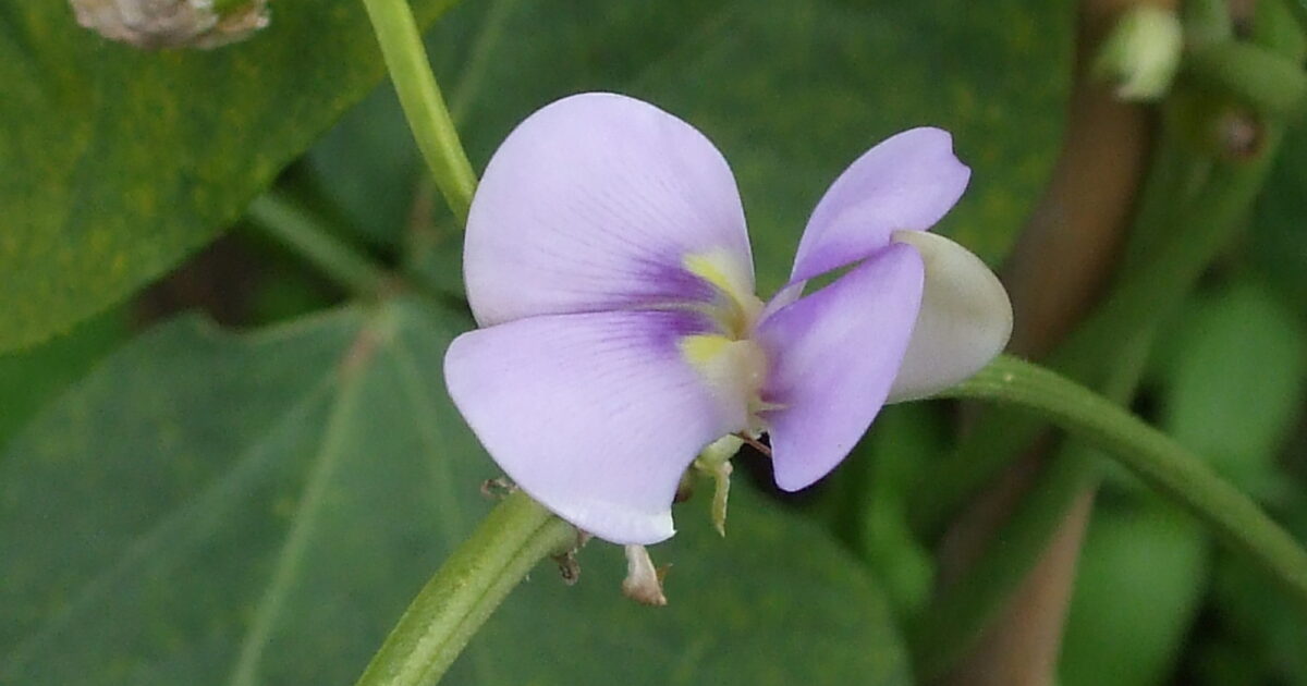 Garden Organic | Yard long bean