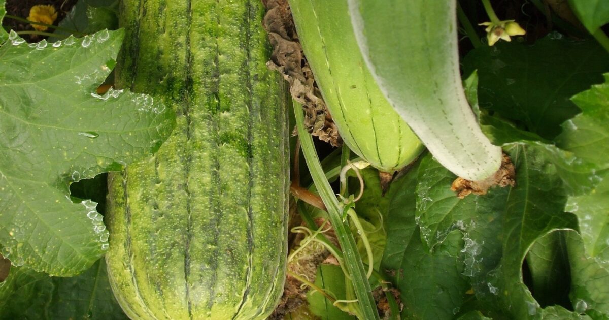 Garden Organic | Luffa