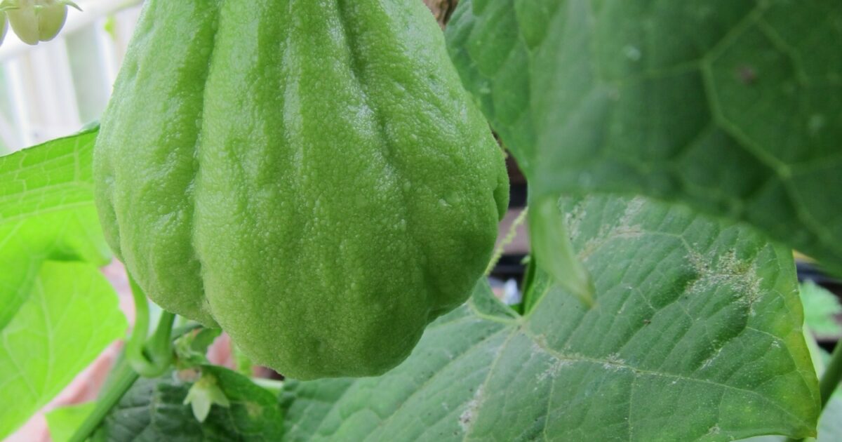 Garden Organic | Chayote, christophine, chocho, mirlton, vegetable…