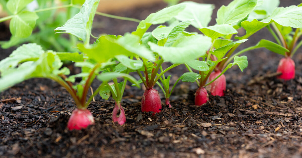 Garden Organic | Radish