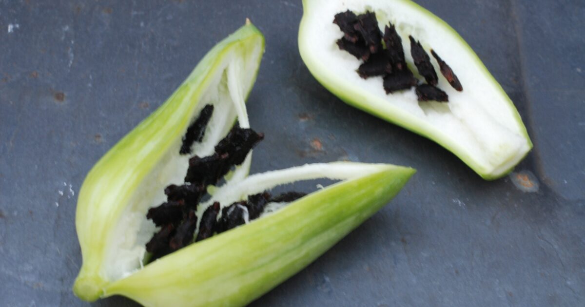 Garden Organic | Achocha (Cyclanthera pedata)