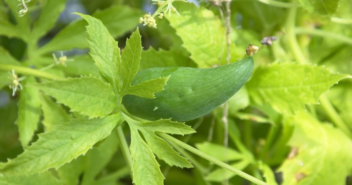 Garden Organic | Achocha as an alternative crop