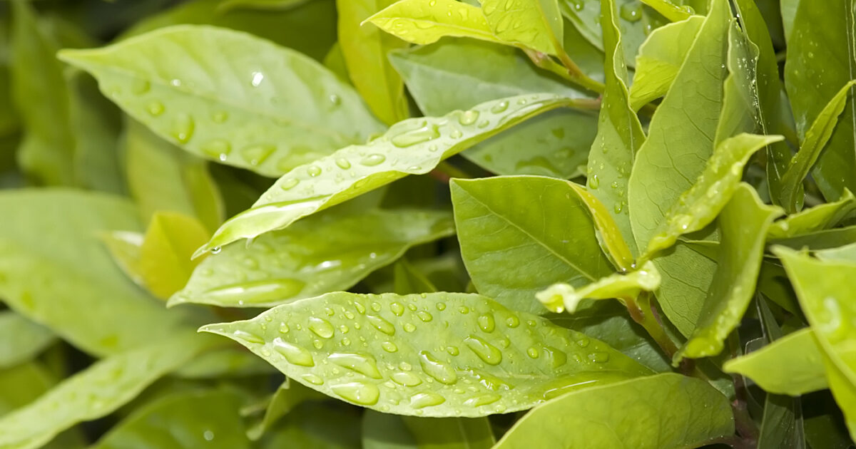 Garden Organic | Bay