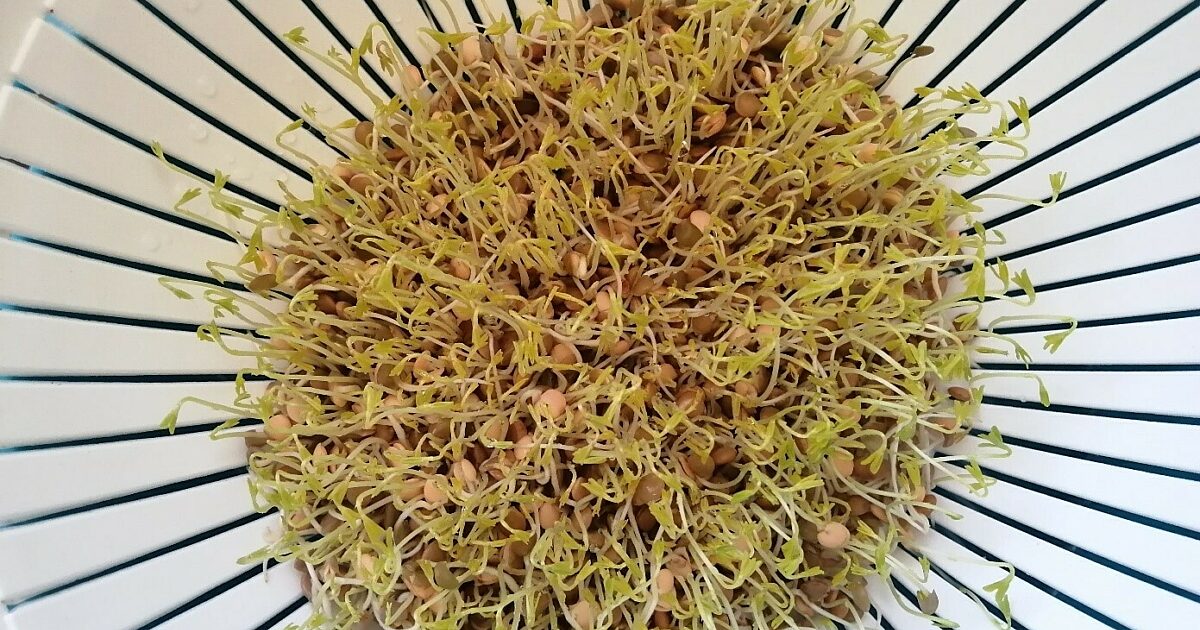 Garden Organic | Sprouting seeds