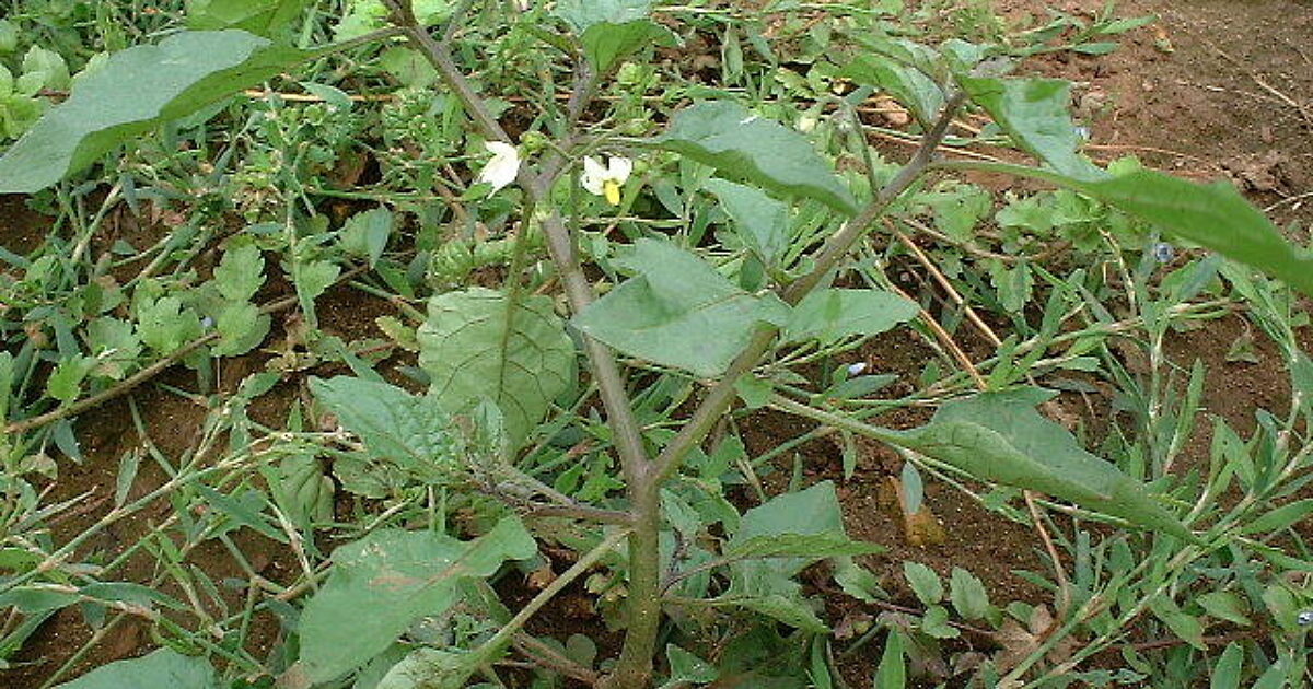 Nightshade Weed Identification Nightshades SARE
