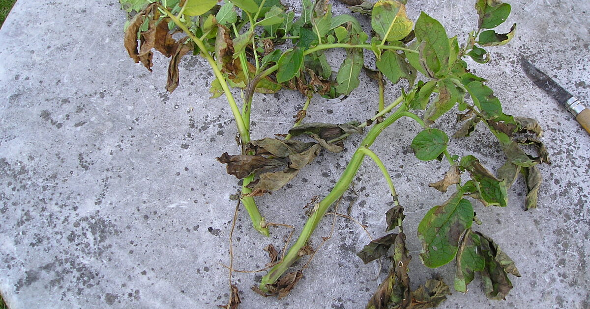 Garden Organic | Potato blight