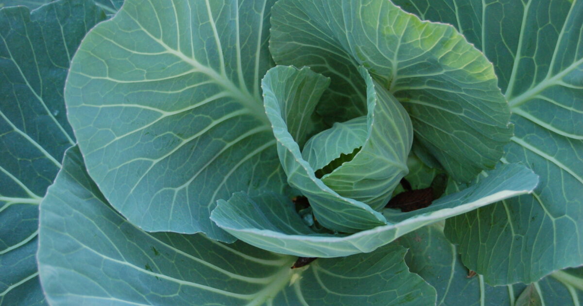 Garden Organic | Cabbage - spring