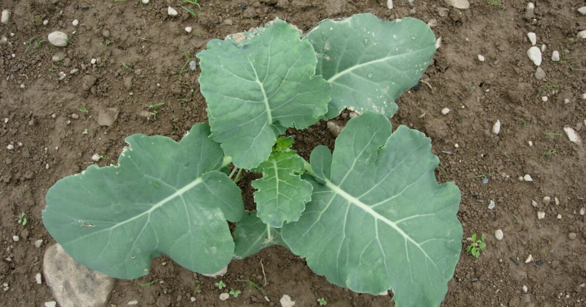 Garden Organic | Calabrese