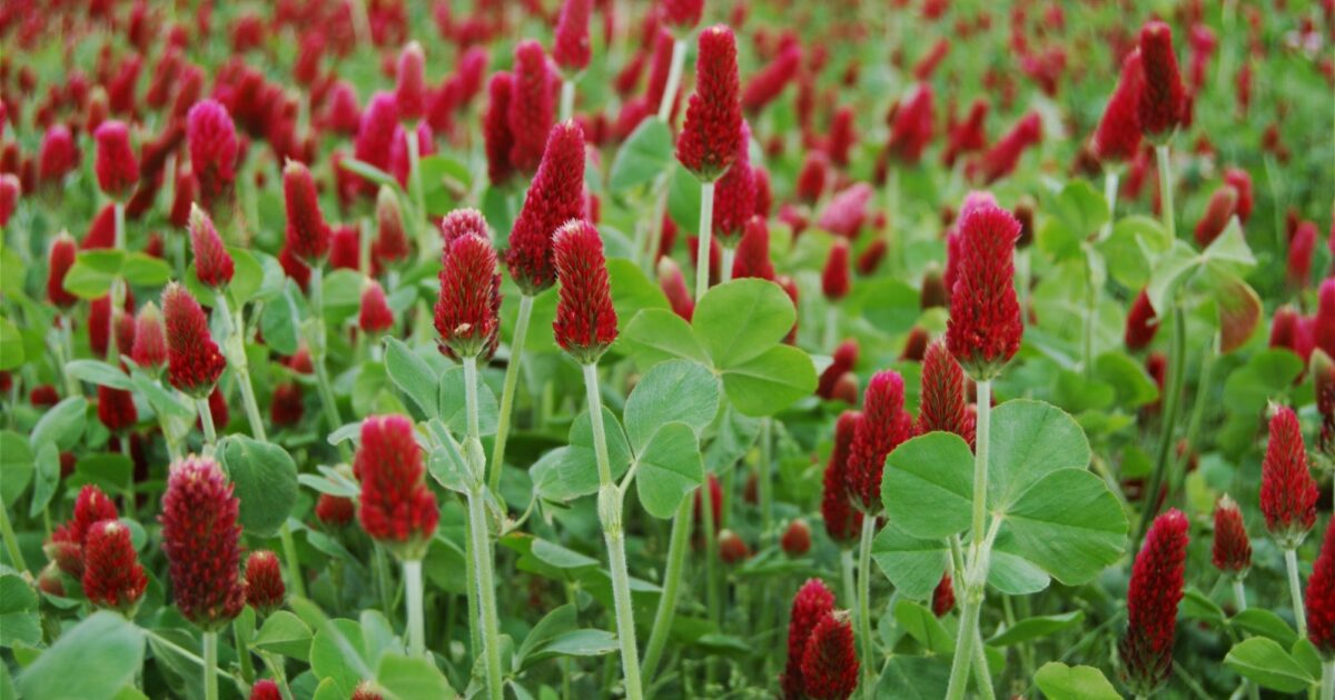 Garden Organic | Clover