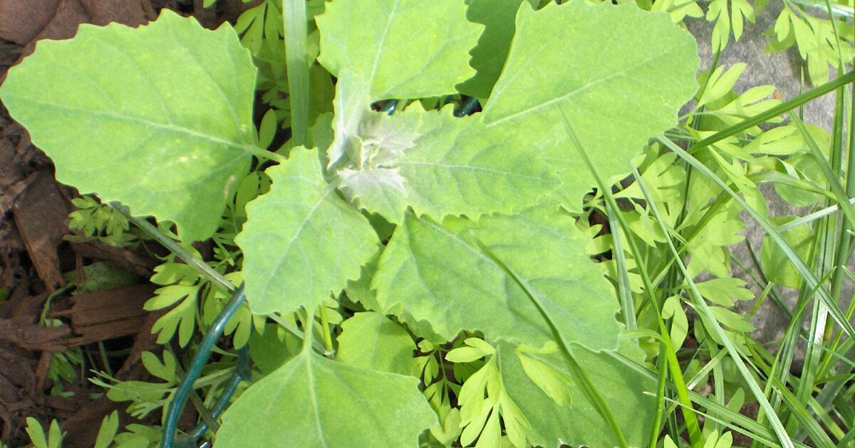 Garden Organic | Fat-hen