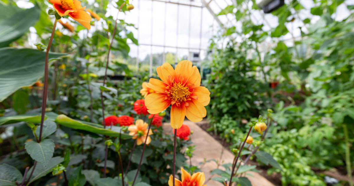 Garden Organic | Garden management