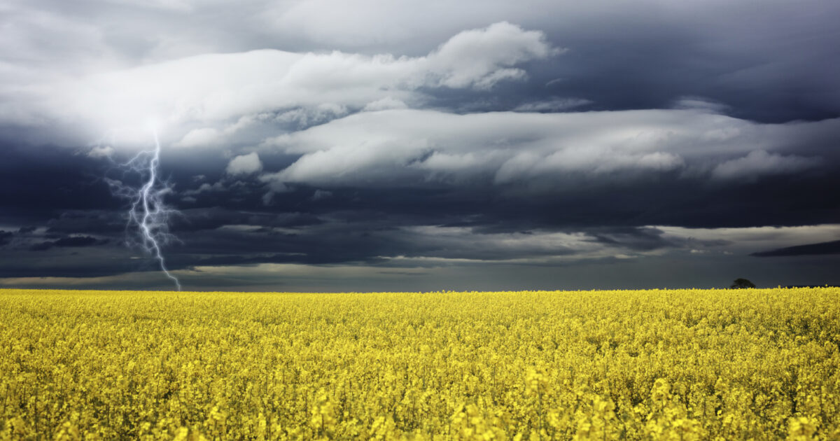 Garden Organic | GMOs - Genetically Modified Organisms