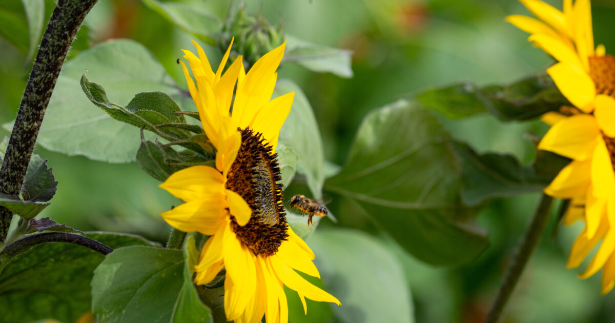 Garden Organic | Flowers to attract beneficial insects