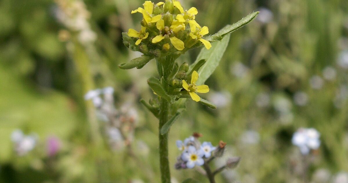 Garden Organic | Hedge mustard