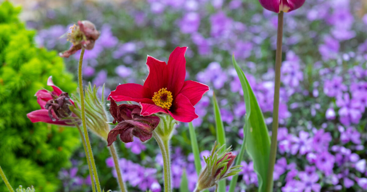 Garden Organic | How to grow flowers