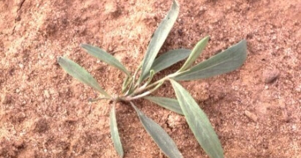 Garden Organic | Knotgrass