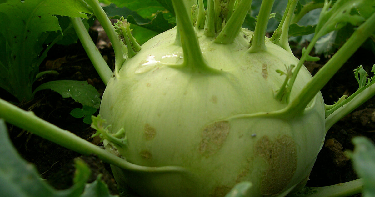 Garden Organic | Kohl rabi