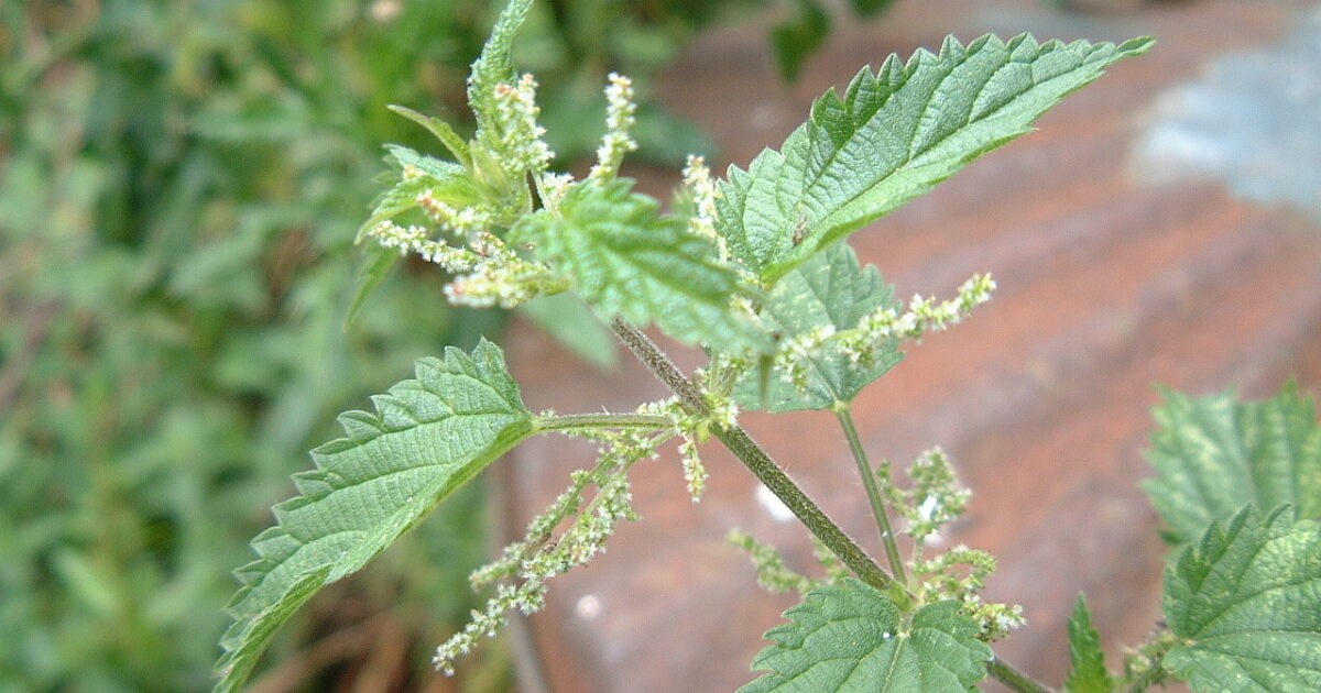 Garden Organic | Common nettle