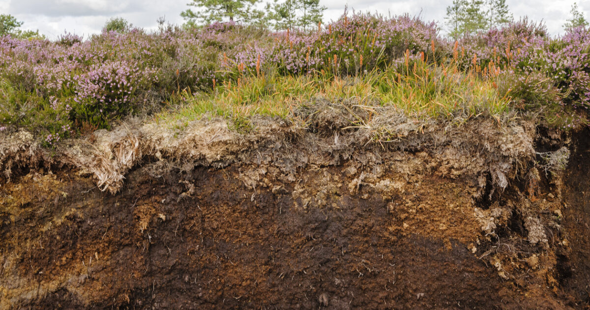 Wales to triple peatland restoration targets | Garden Organic