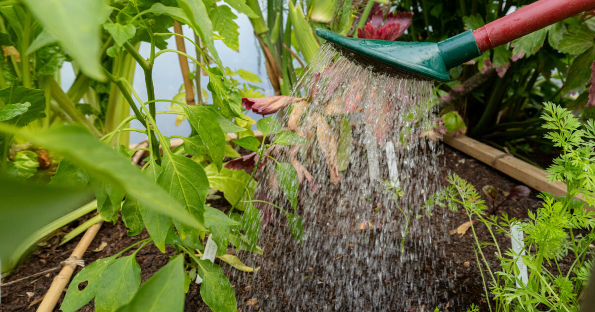 Garden Organic | Watering guide