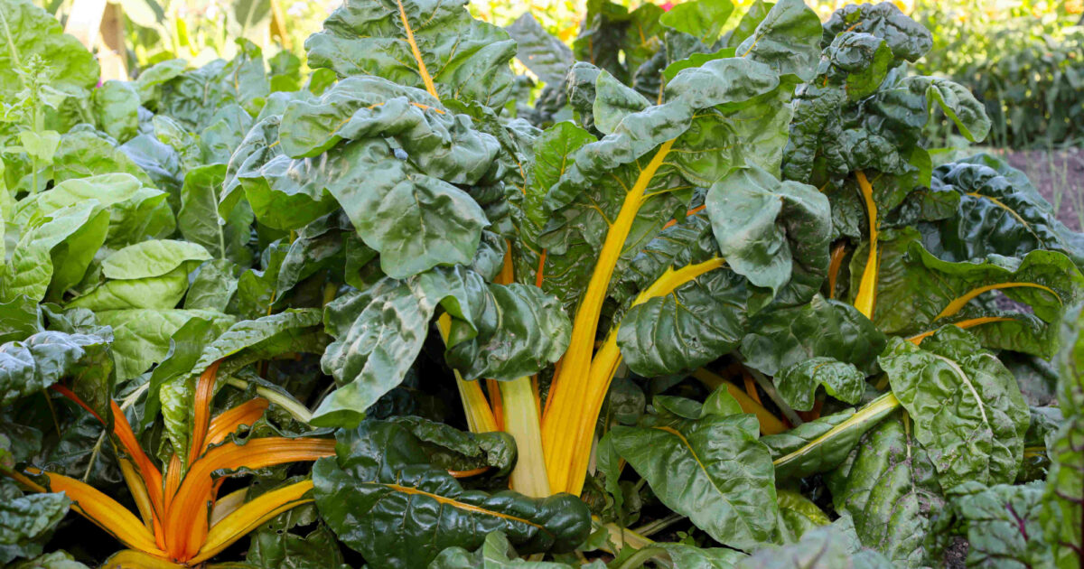 Garden Organic | Chard (leaf beet)