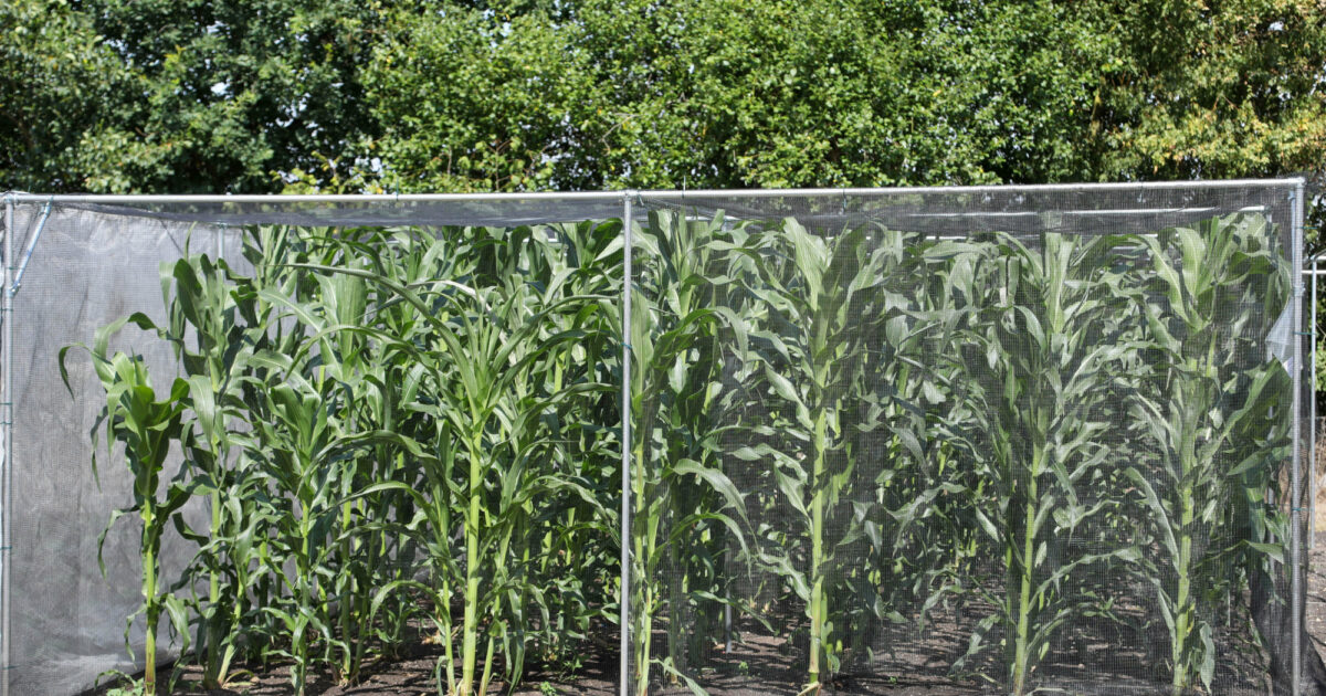 Garden Organic | Preserving varietal purity