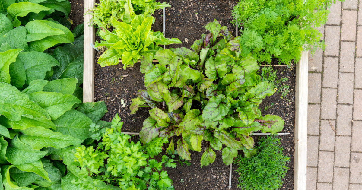 Garden Organic | Food growing manuals