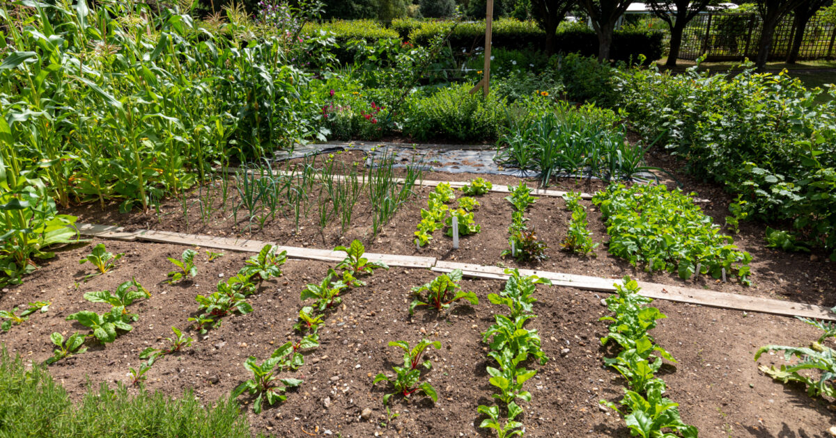 Garden Organic | Plan to grow