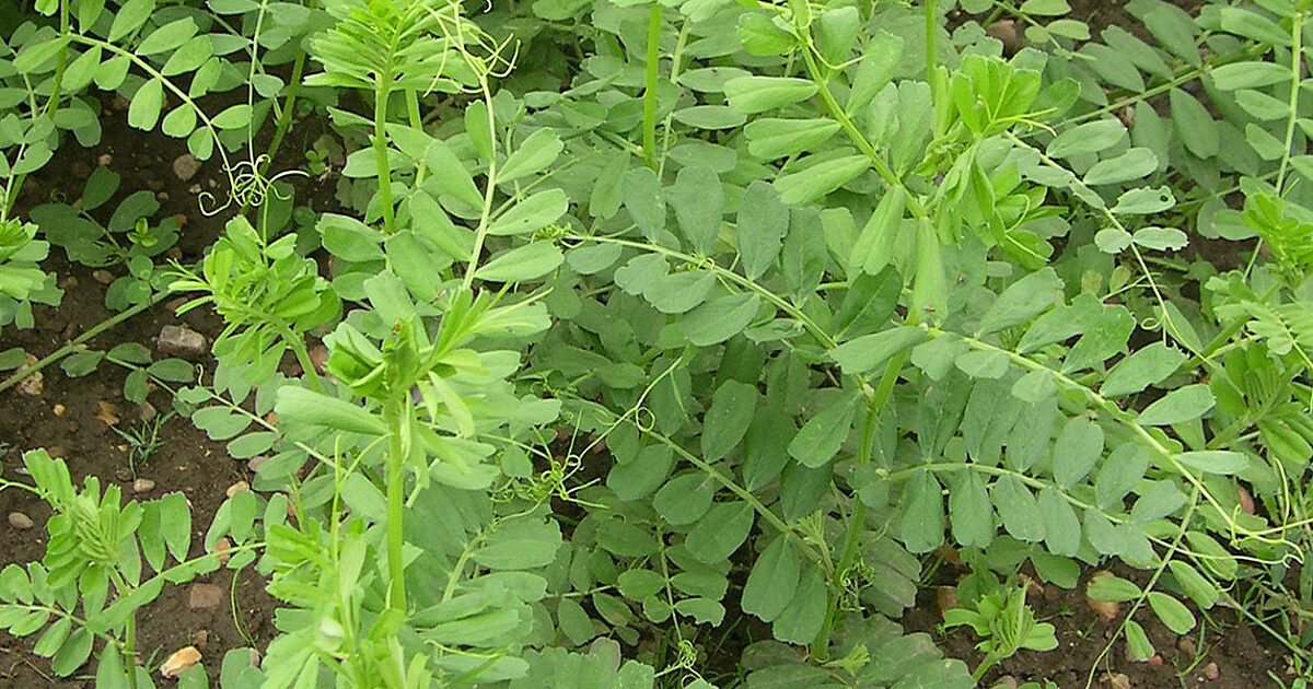 Garden Organic | Winter tares (vetch)