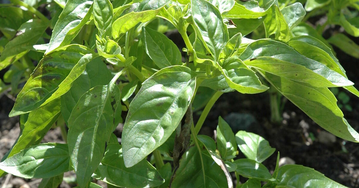 Garden Organic | Basil