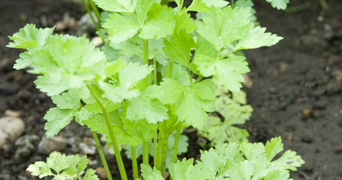 Garden Organic | How to Grow Celery