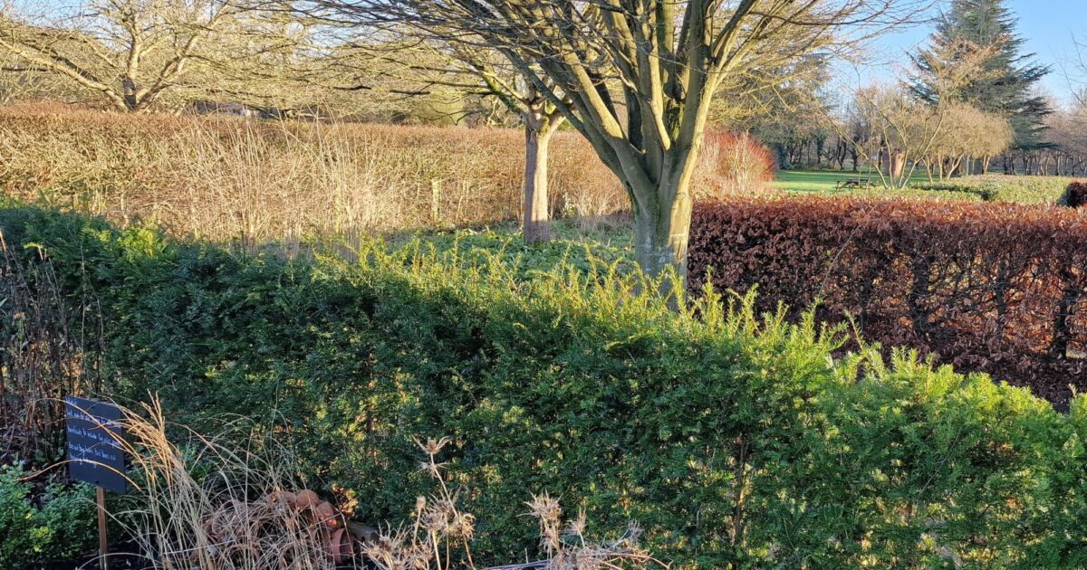 Different Types Of Bushes 37 Types Of Bushes And Shrubs For