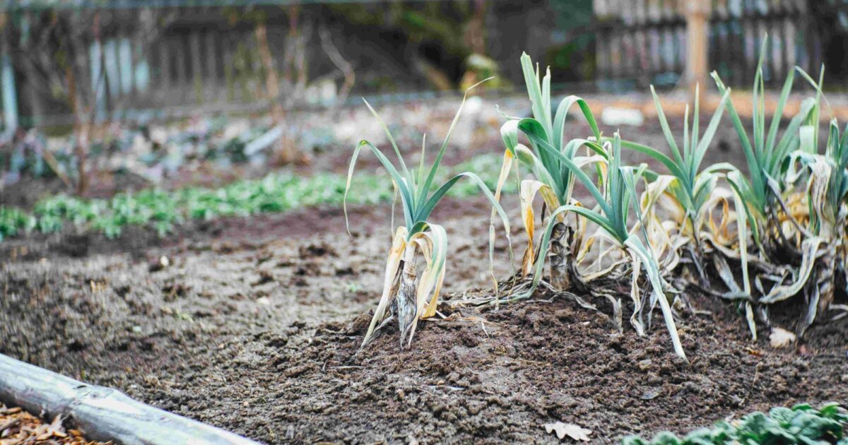 Garden Organic | Leek