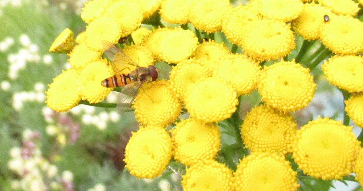 Insects to spot this summer | Garden Organic