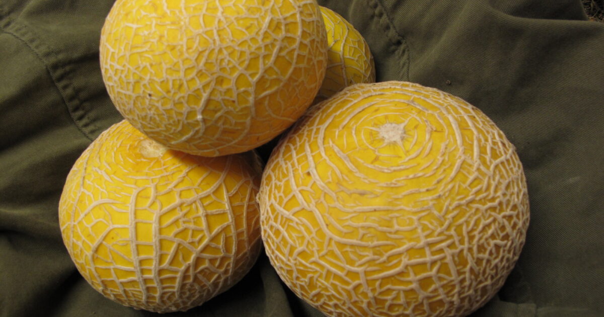 Garden Organic | Melon