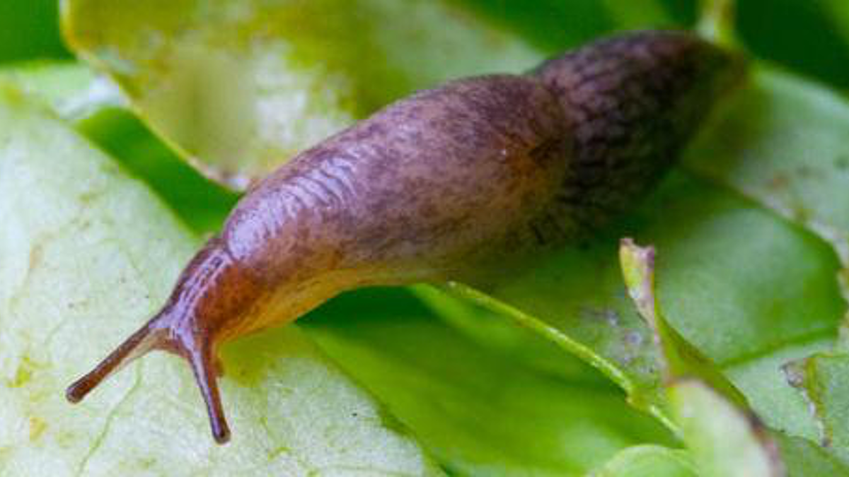 Chris Collins on…slugs and snails | Garden Organic