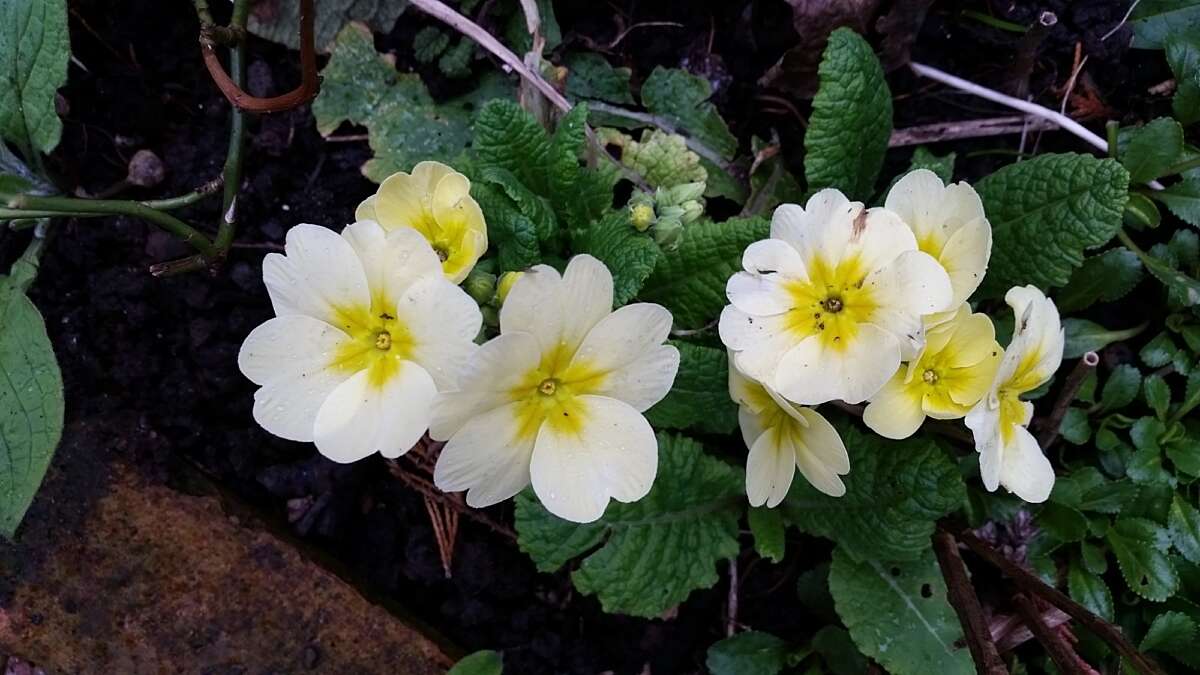 Why every garden matters | Garden Organic