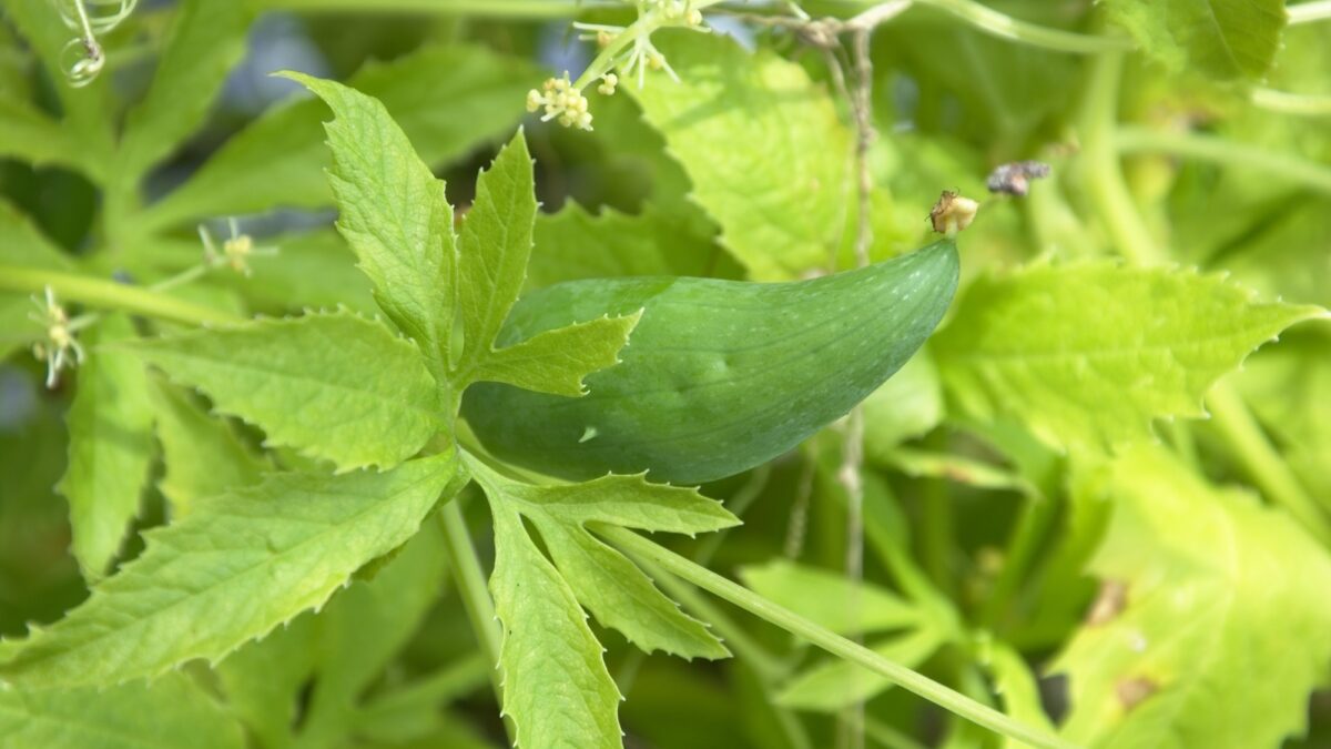 Garden Organic | Achocha as an alternative crop