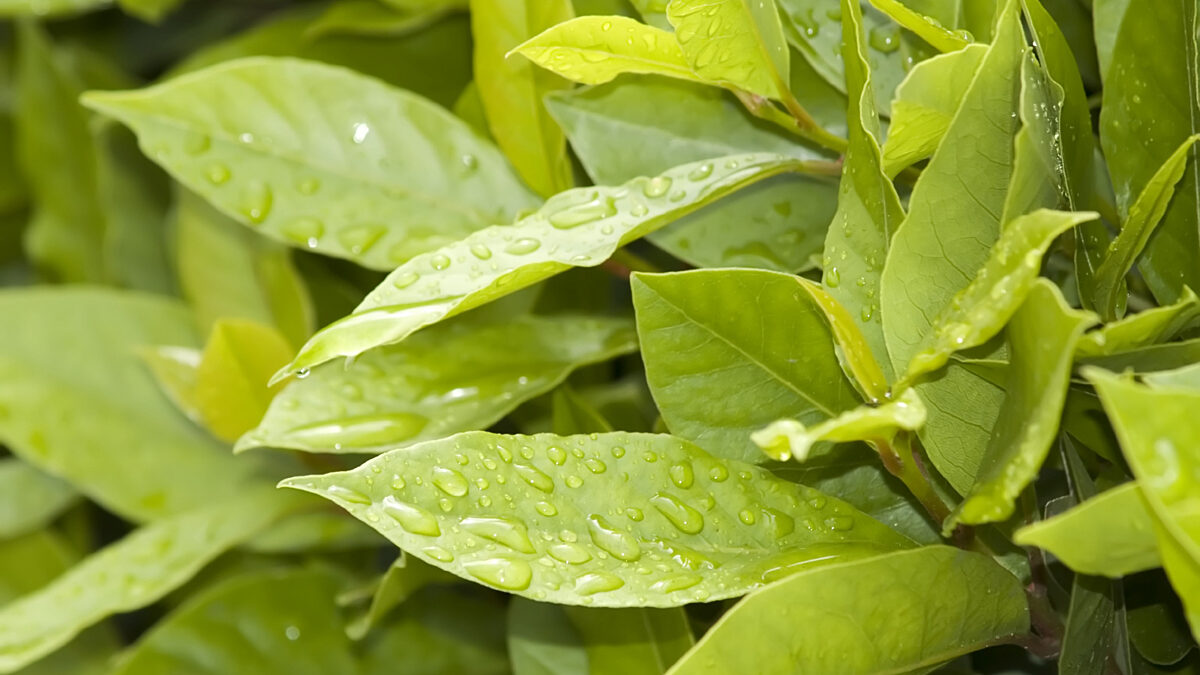 Garden Organic | Bay