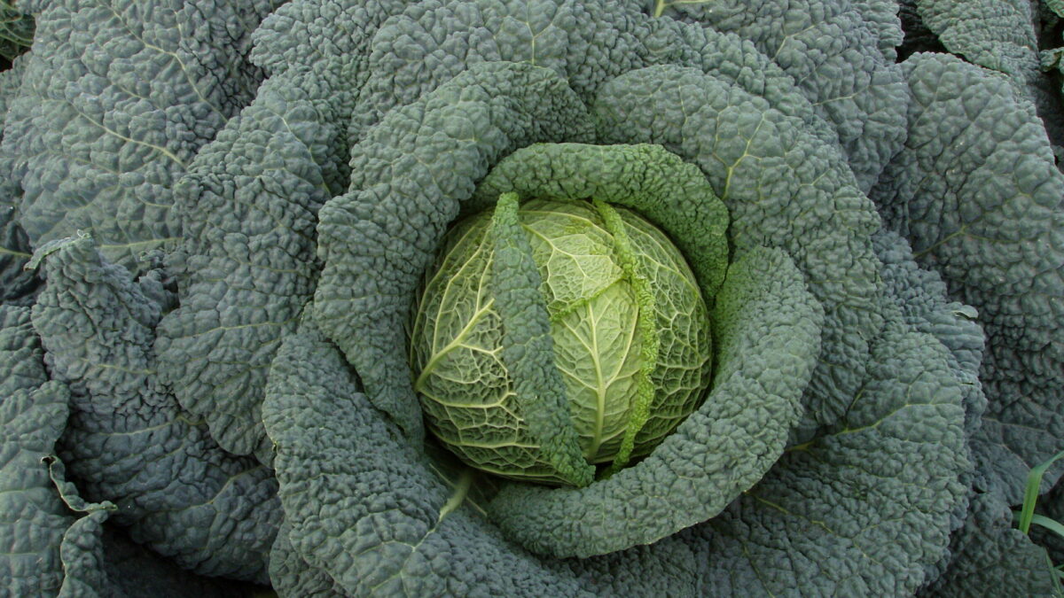 Garden Organic | Cabbage - winter and savoy