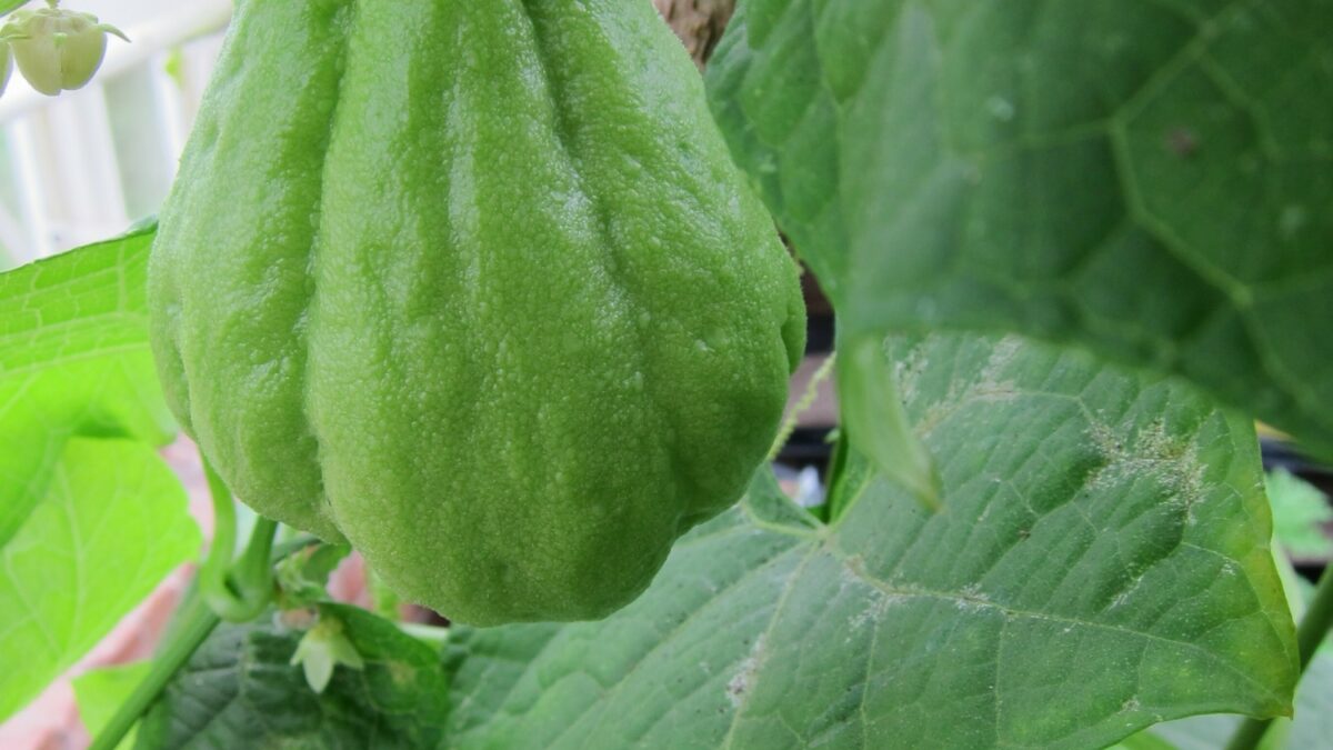 Garden Organic | Chayote, christophine, chocho, mirlton, vegetable…