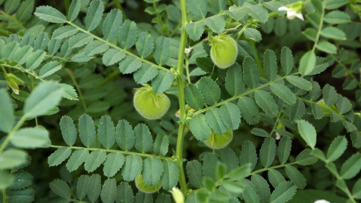 Garden Organic | Chickpeas